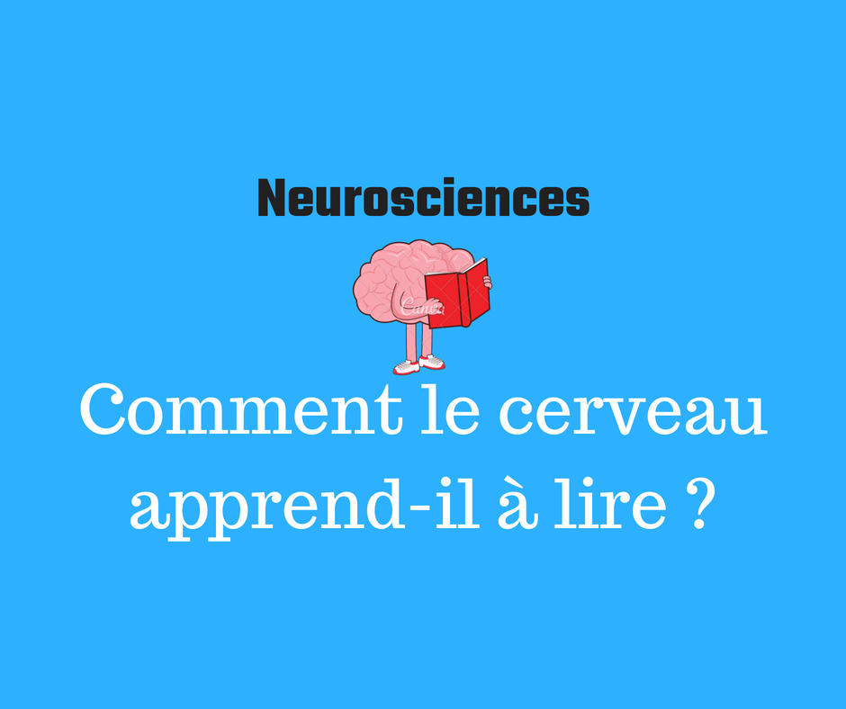 Comment le cerveau apprend-il à lire